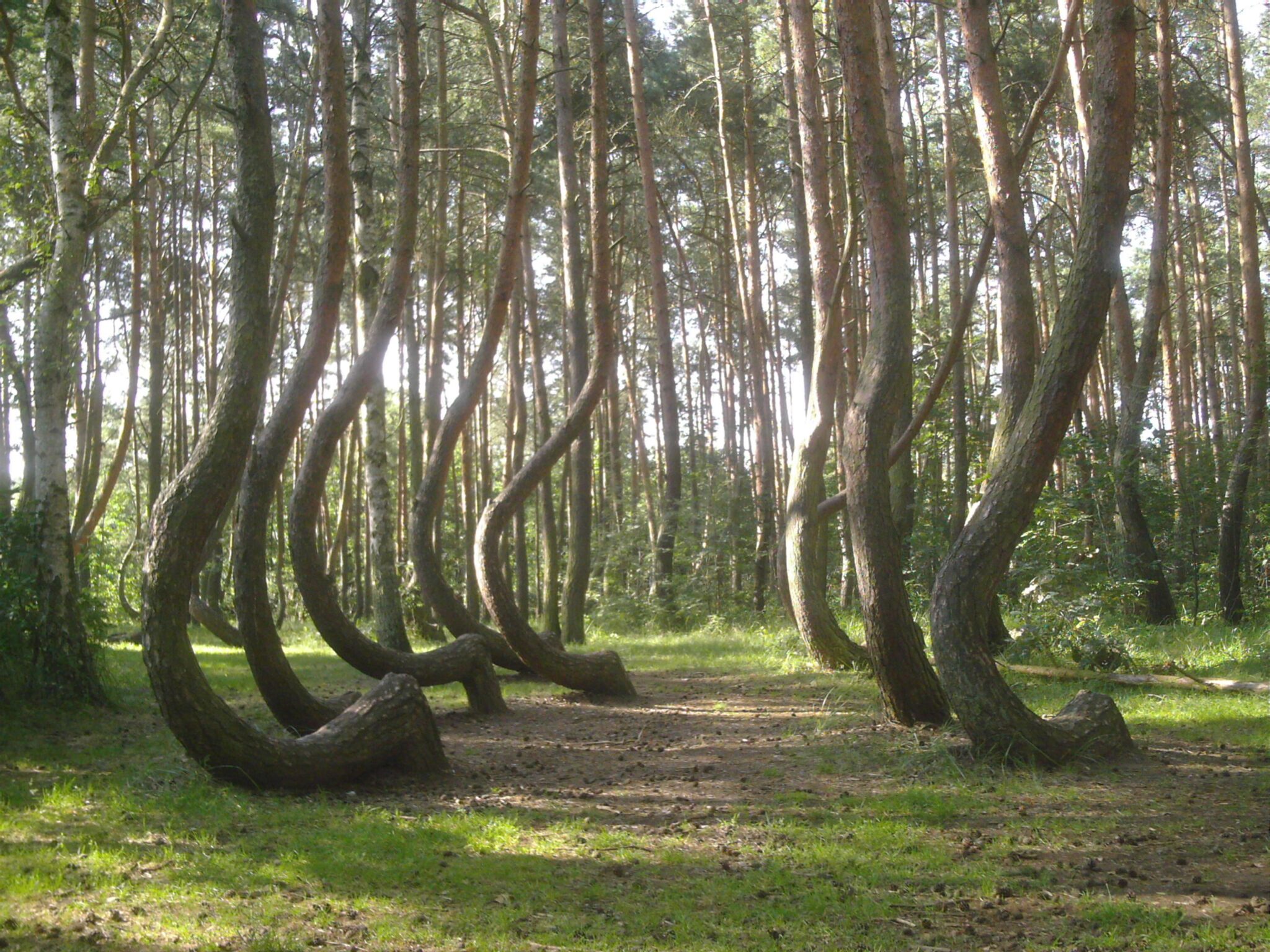 Crooked Forest Poland: 400 Bent Pines Mystery Guide